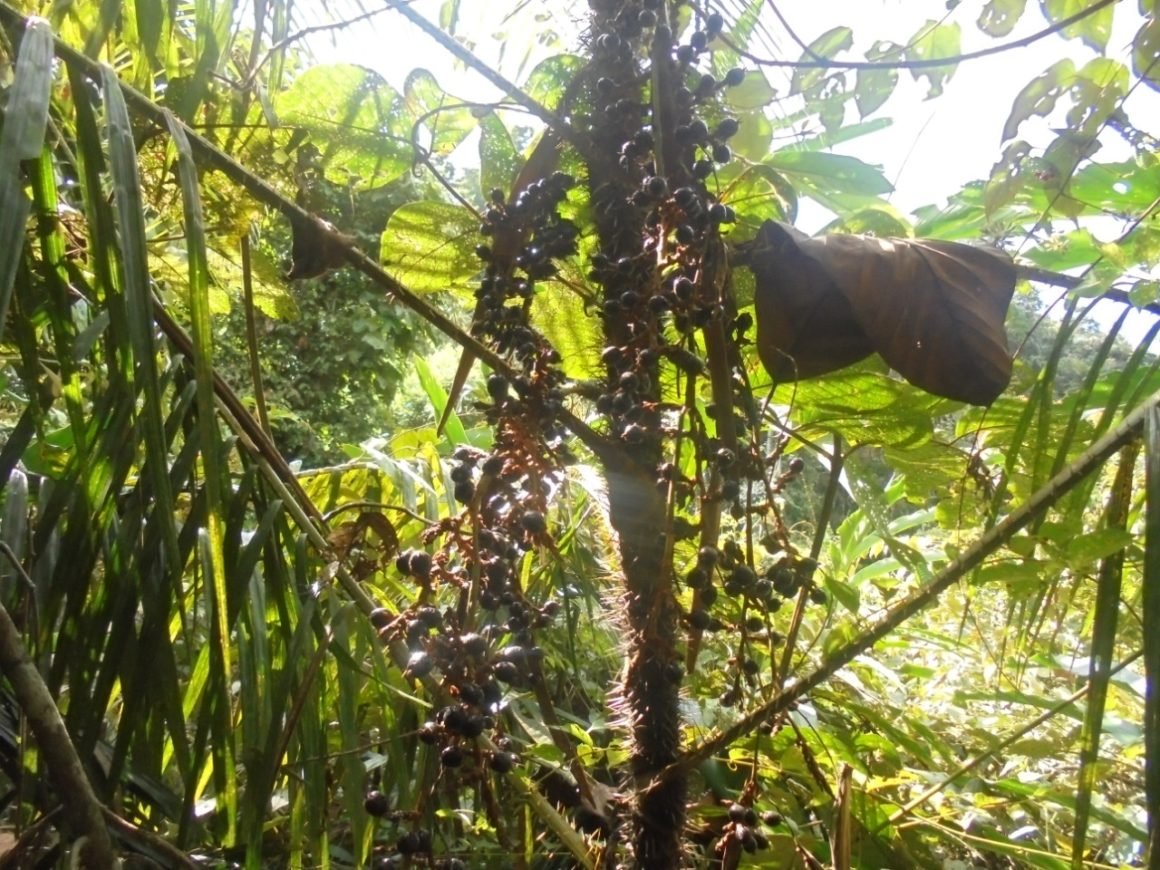 Si darah naga, Rotan Jernang Bukit Batabuh, Riau - Hutanriau